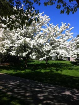 Photos and Video of Circle Dr. Commons in Detroit, MI