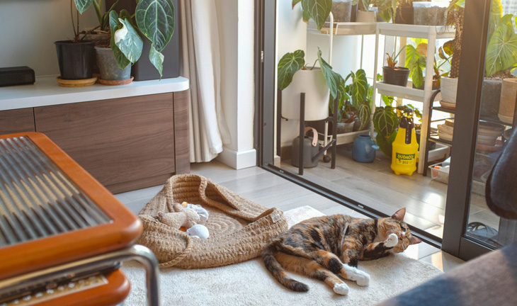 How to Create a Pet-Friendly Apartment That Works for You Both | The ...